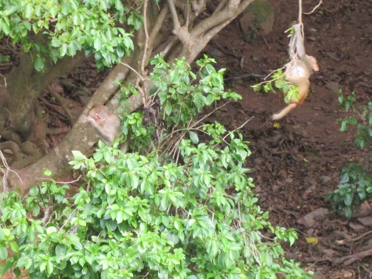 Kayaking Around Monkey Island, Puerto Rico