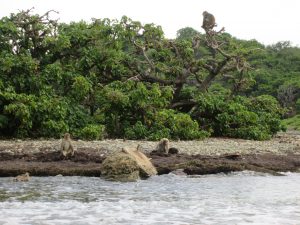 Kayaking Around Monkey Island, Puerto Rico