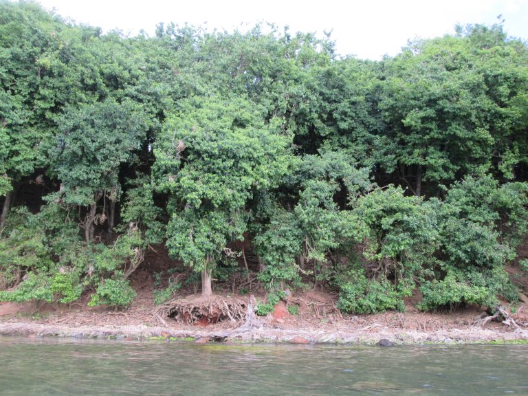 Kayaking Around Monkey Island, Puerto Rico